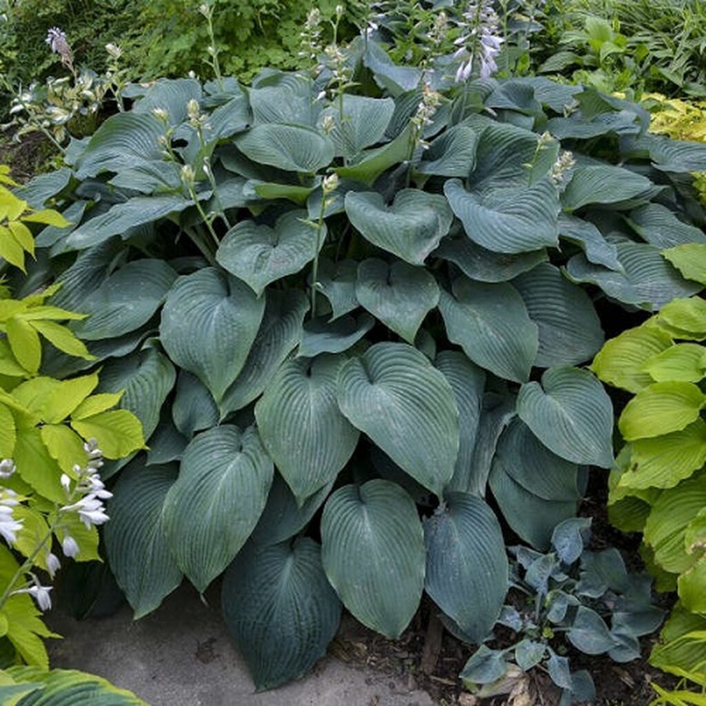 25 Stunning Purple Hostas To Brighten Your Garden Space