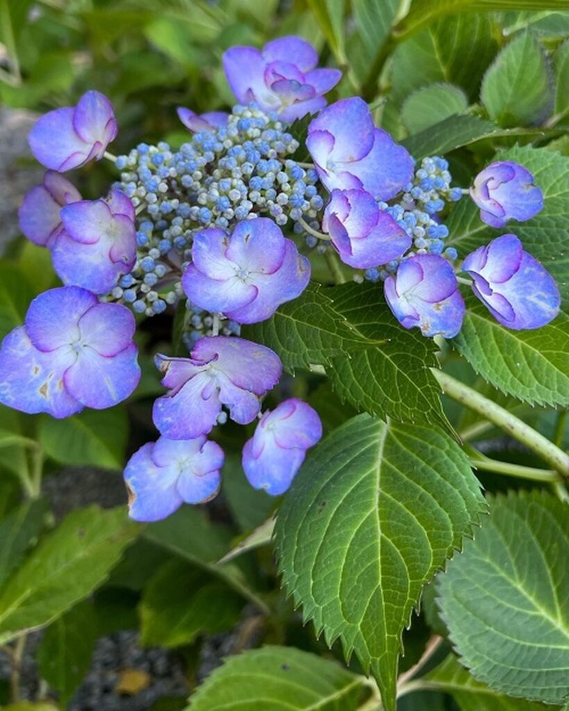 17 Stunning Types of Purple Hydrangea Varieties for Your Garden