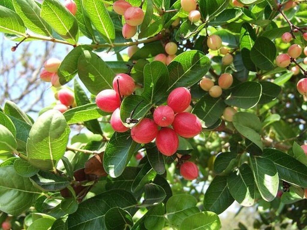 25 Amazing Drought Tolerant Fruit Trees for Easy Growing