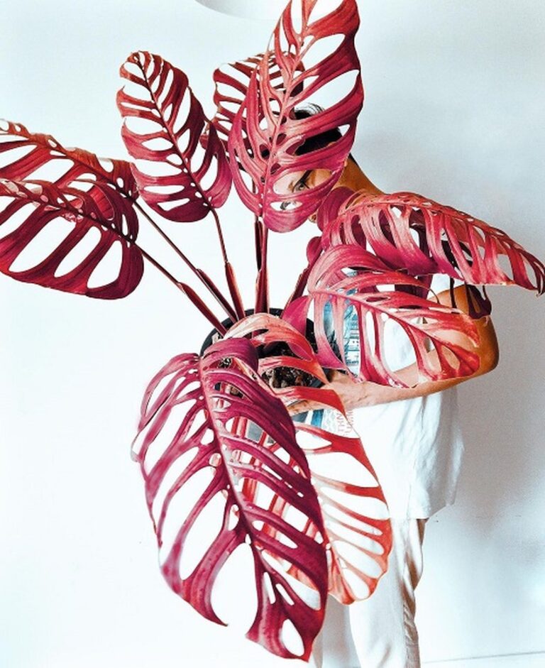 10 Exotic Fenestrated Plants That Will Brighten Your Home