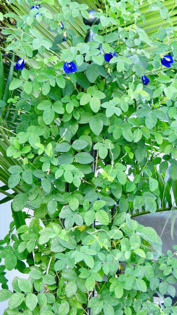 13 Beautiful Vines & Climbers With Blue Flowers That Amaze