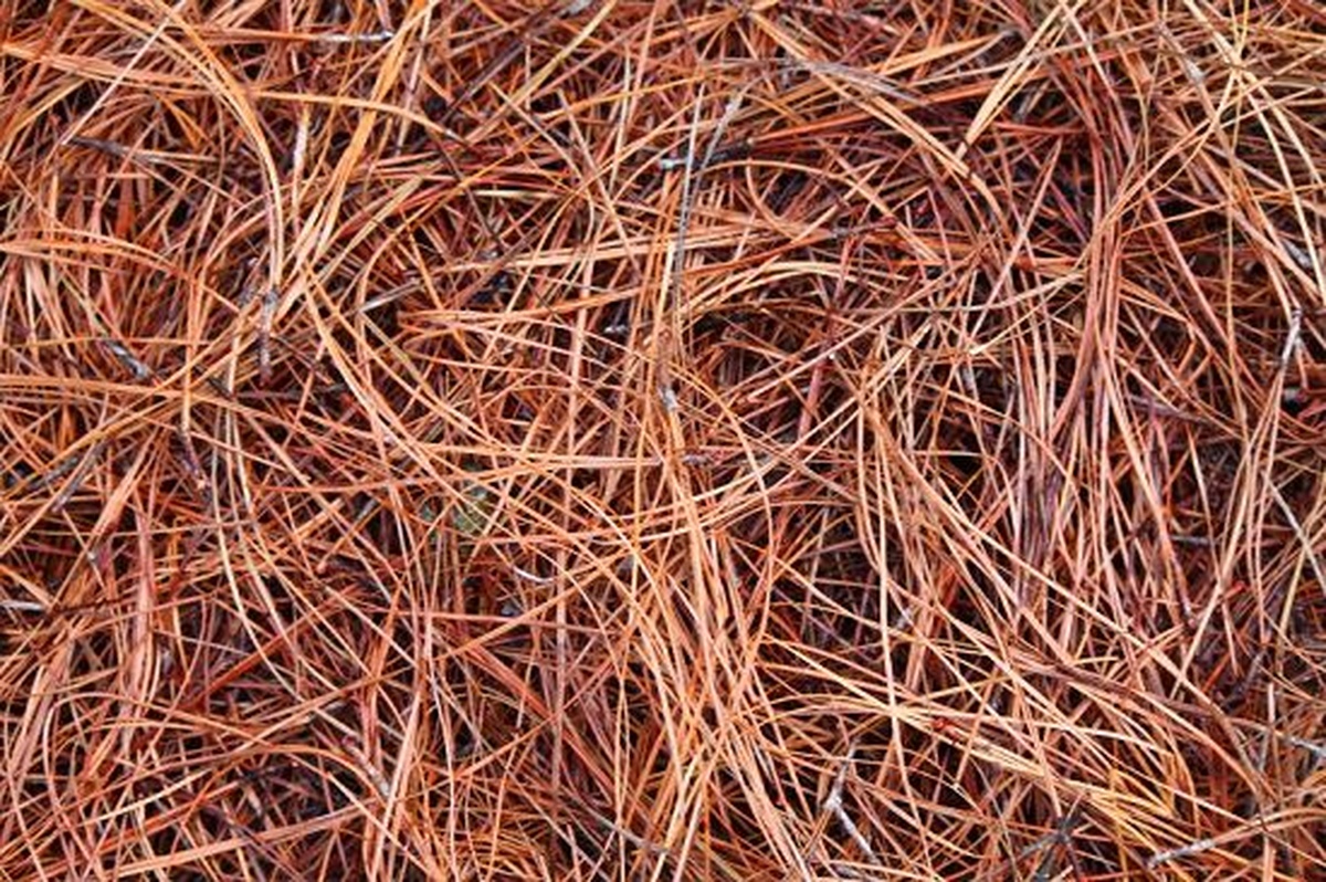7 Clever Pine Needles Uses In Gardens