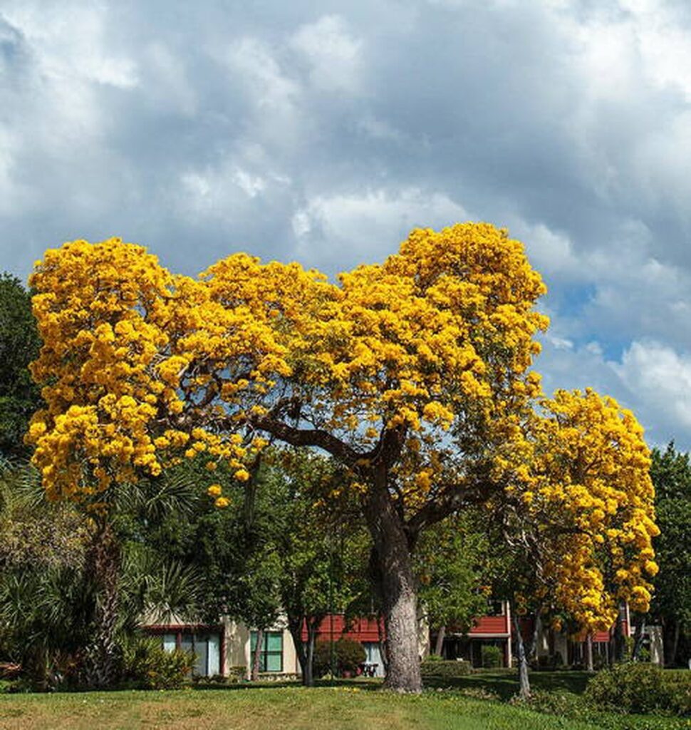 17 Stunning Trees That Look Like Ferns: Nature's Hidden Gems