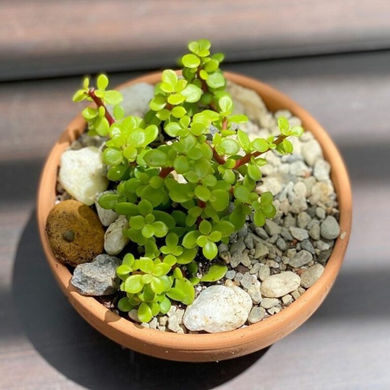 25 Adorable Tiny Mini Succulents for Your Charming Garden