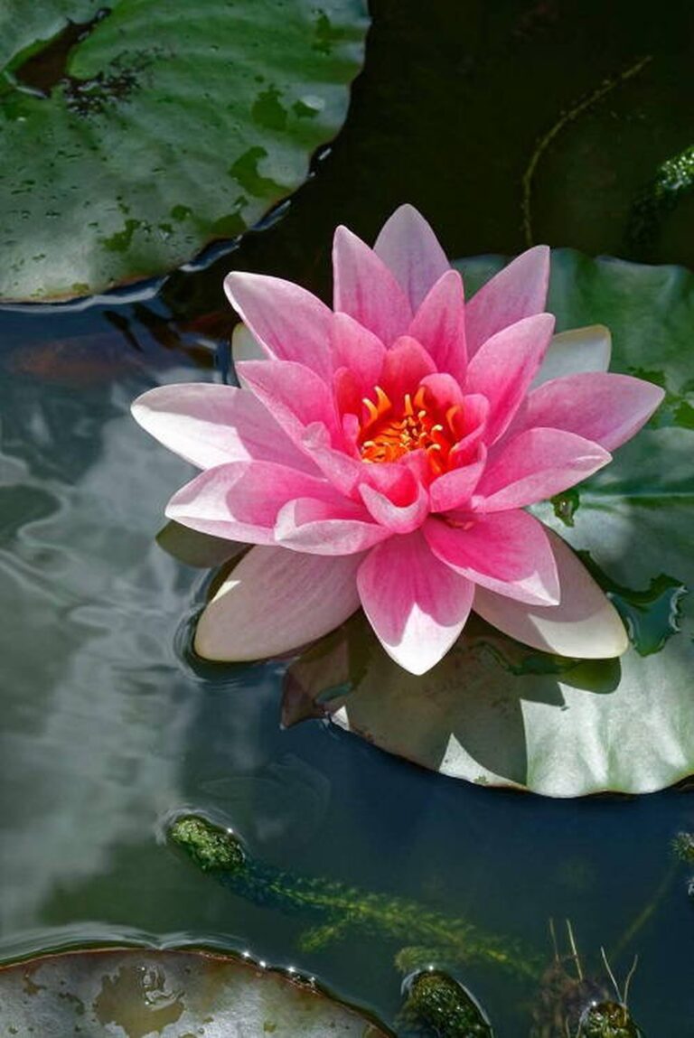 10 Stunning Floating Flowers That Float in Water Beautifully