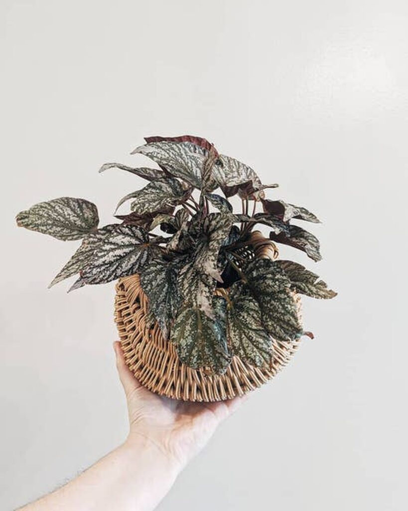 30 Gorgeous Types of Rex Begonia Varieties to Fall For