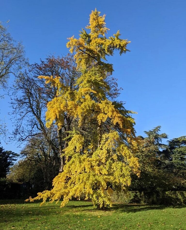 28 Stunning Tall Skinny Trees for Your Perfect Garden Oasis