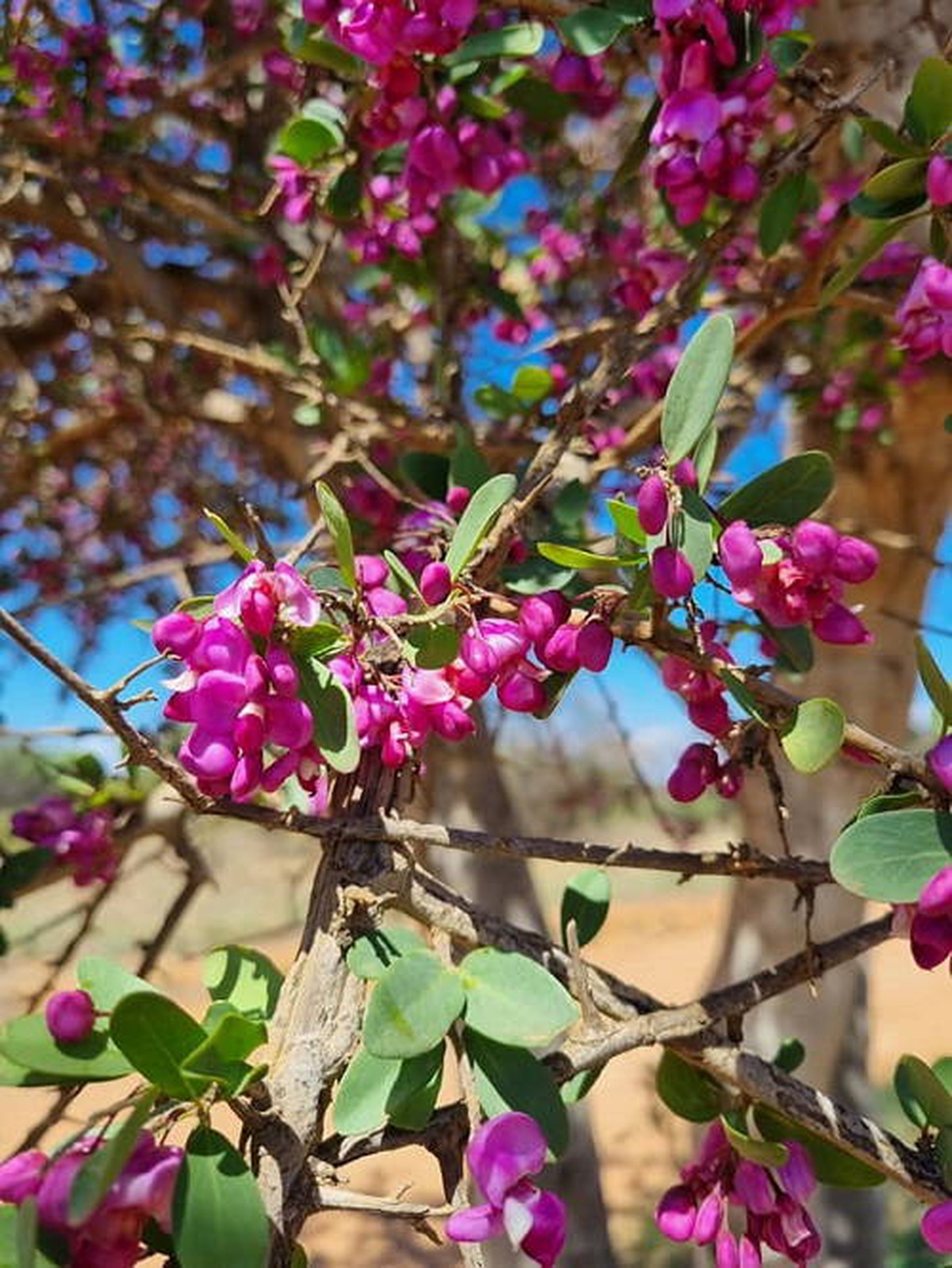 9 Amazing Nigerian Flowers That Brighten Any Garden
