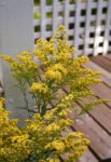 26 Stunning Gold Flowers That Add Luxury To Any Garden