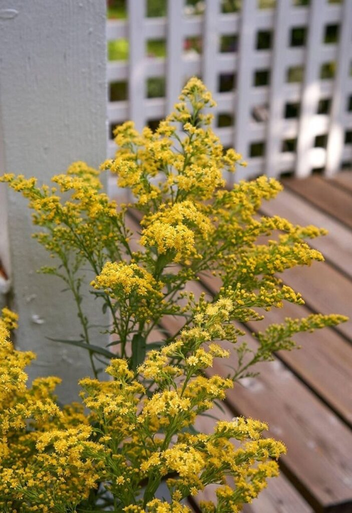 26 Stunning Gold Flowers That Add Luxury To Any Garden