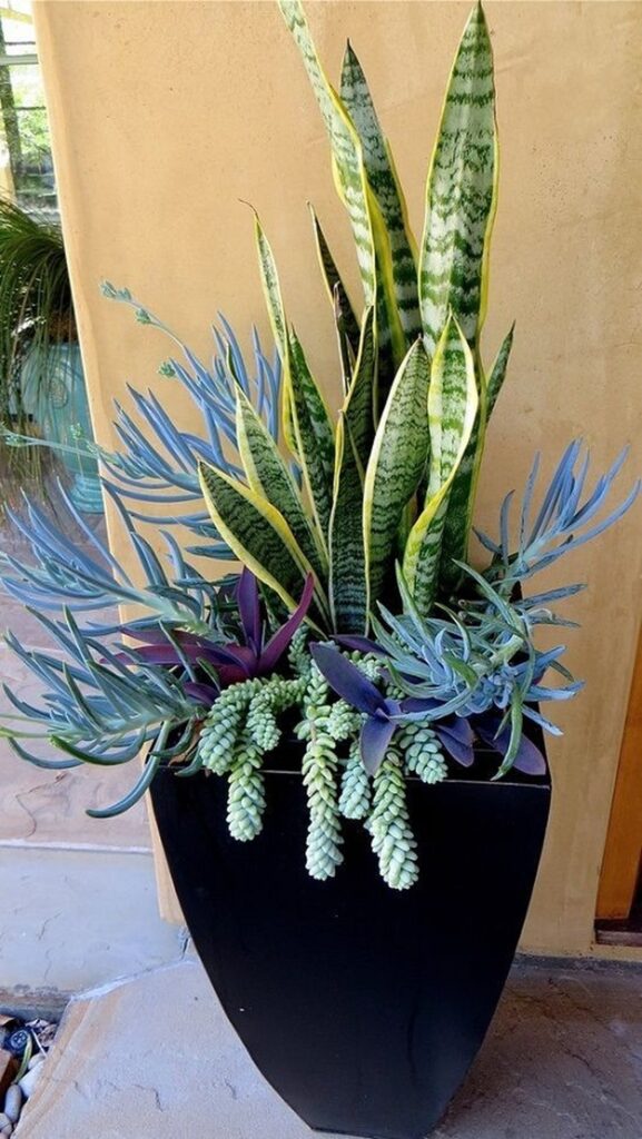 23 Stunning Snake Plant Container Combination Ideas to Try Now