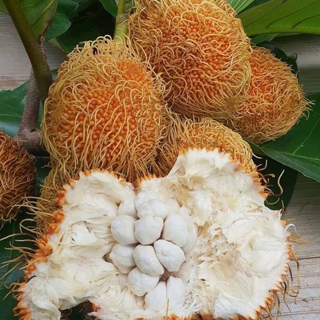 11 Smelly Fruits that Stink and Smell: Hold Your Nose!