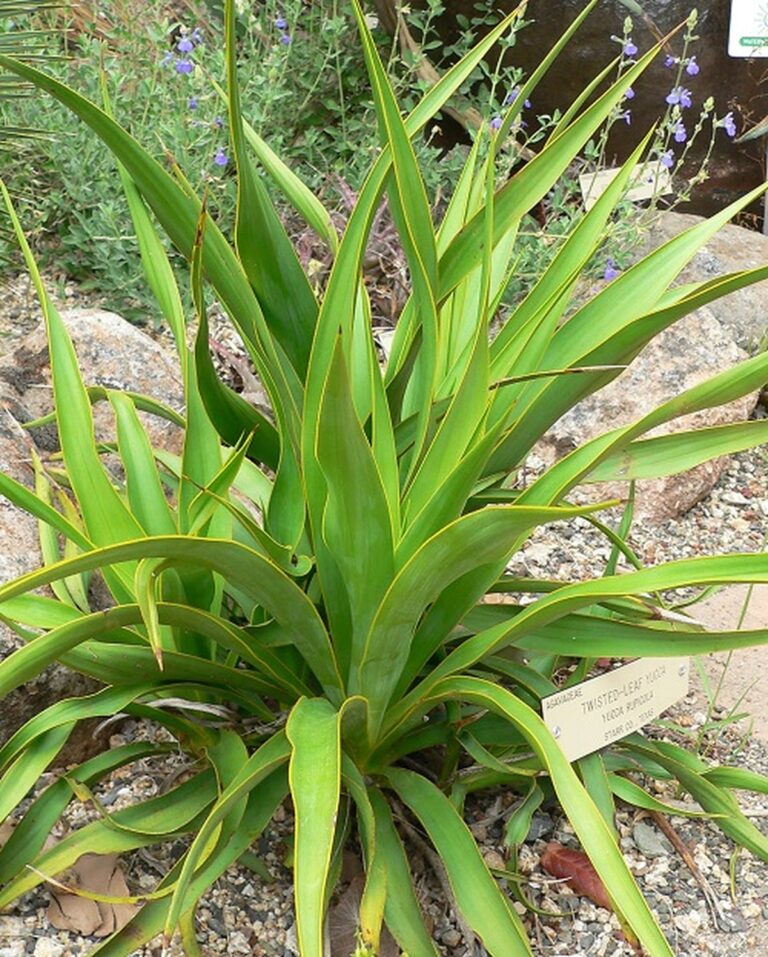 24 Stunning Yucca Plant Varieties for Your Garden Paradise