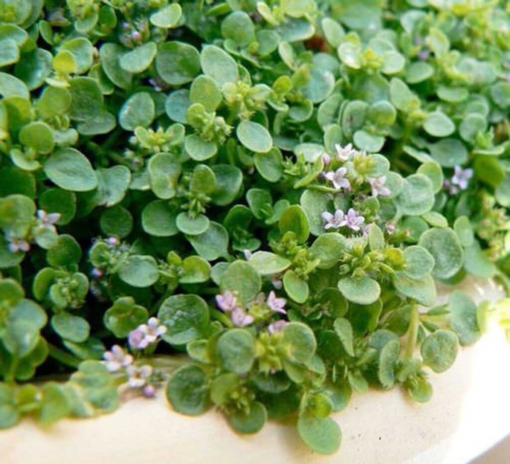 31 Amazing Small Flowers That Will Brighten Your Garden