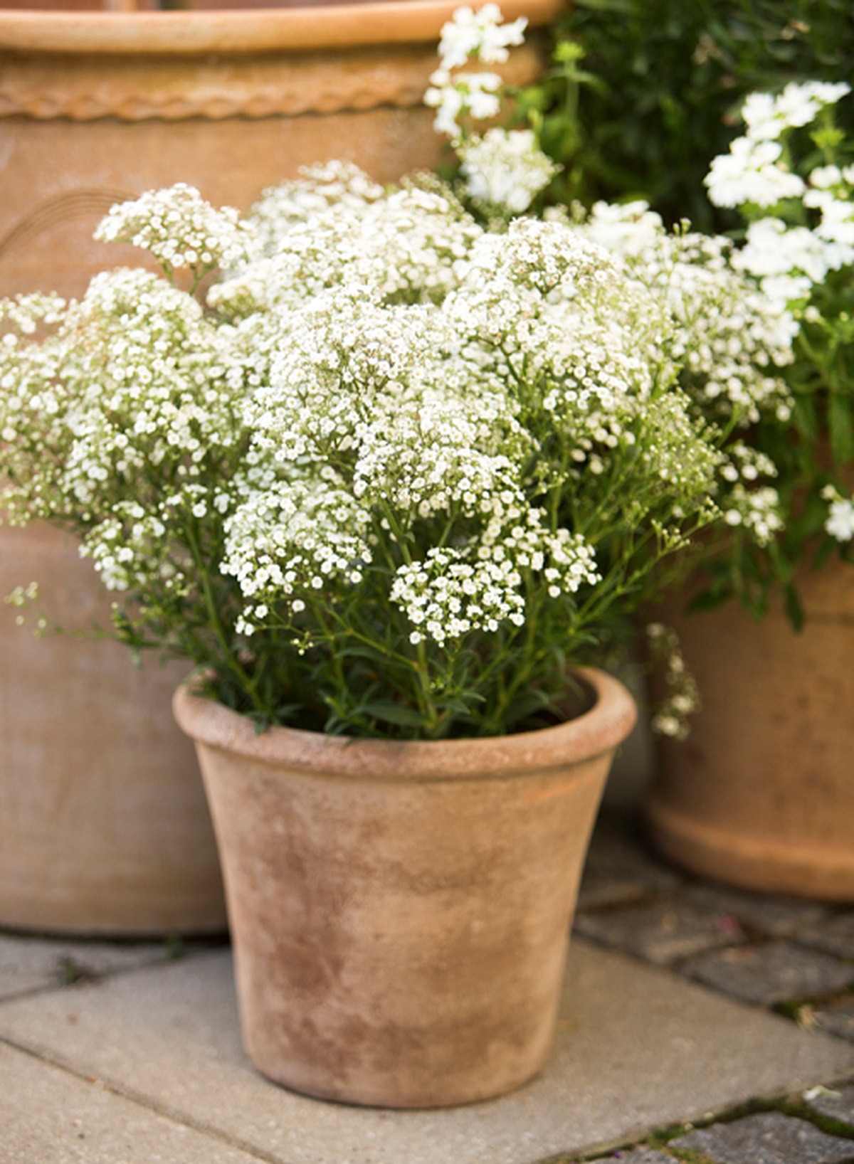 7 Magical Flowers That Look Like Cotton Candy to Brighten Your Day