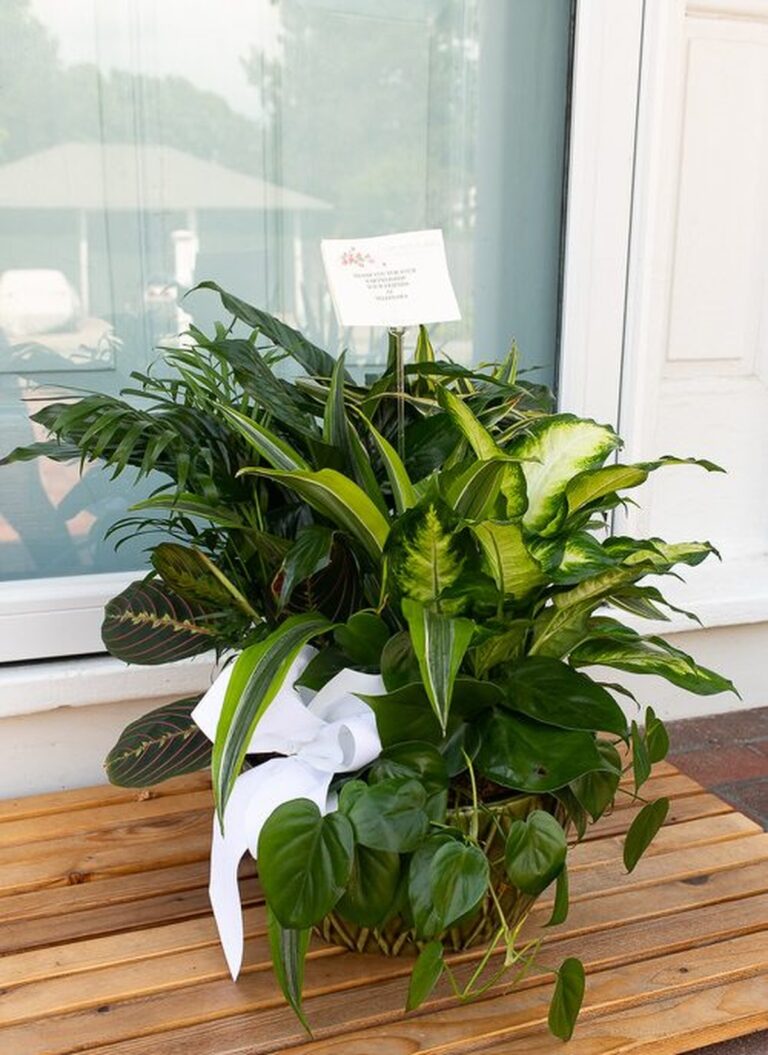 21 Gorgeous Houseplant Combination Ideas To Refresh Your Space