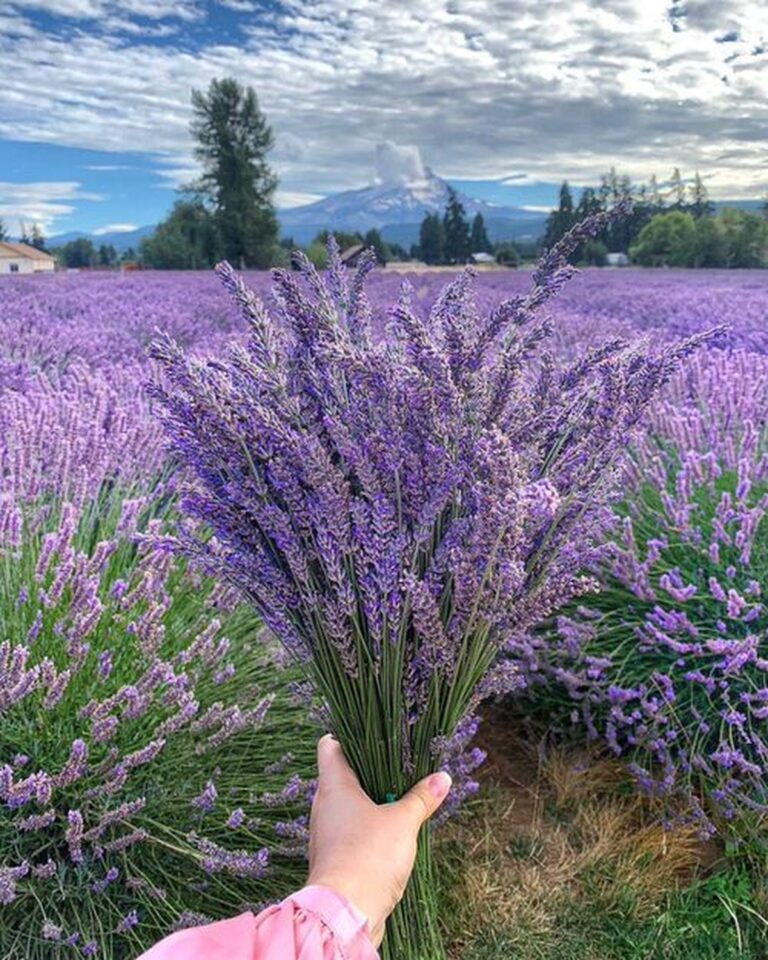 14 Amazing Smokable Plants That Aren't Weed or Tobacco