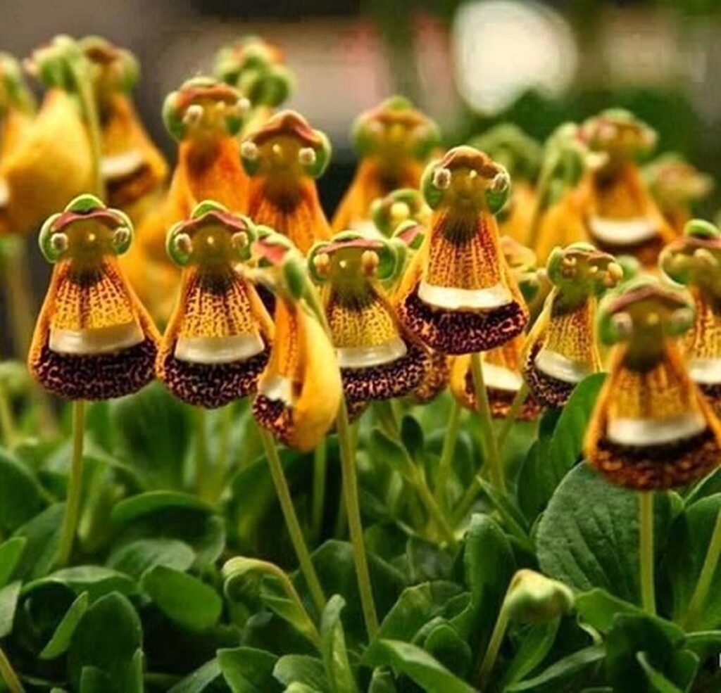 17 Fascinating Plants That Look Like Aliens