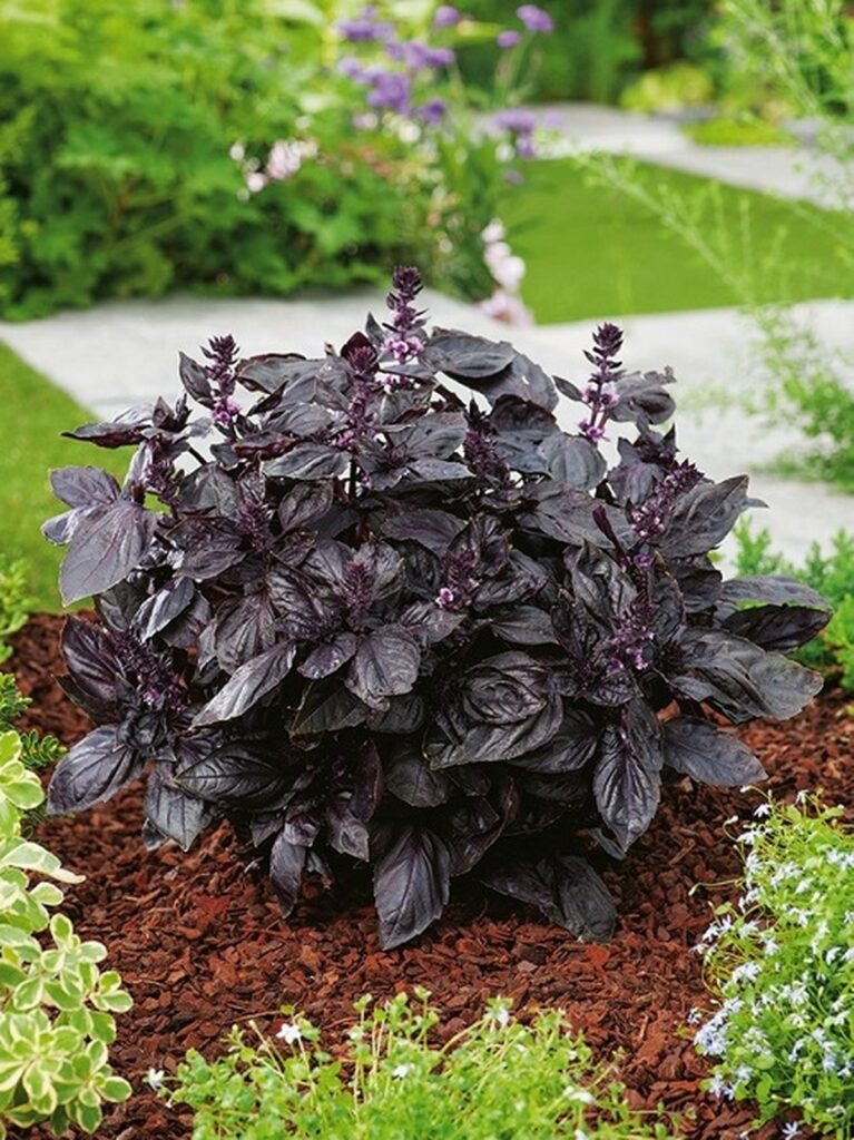 30 Stunning Red Leaf Plant Varieties to Brighten Your Garden