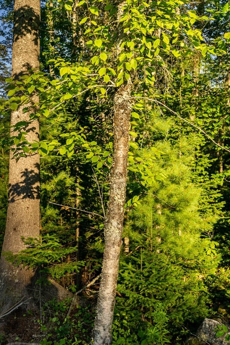 25 Enchanting Trees With Smooth Gray Bark That Stun Year-Round