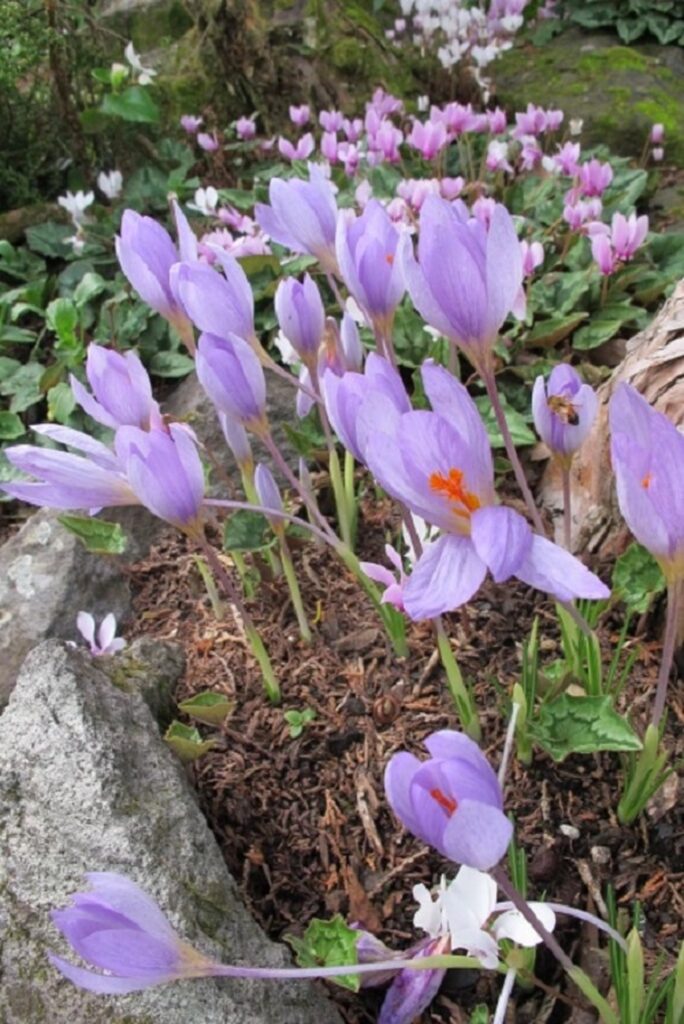 18 Enchanting Asian Flowers That Transform Any Garden