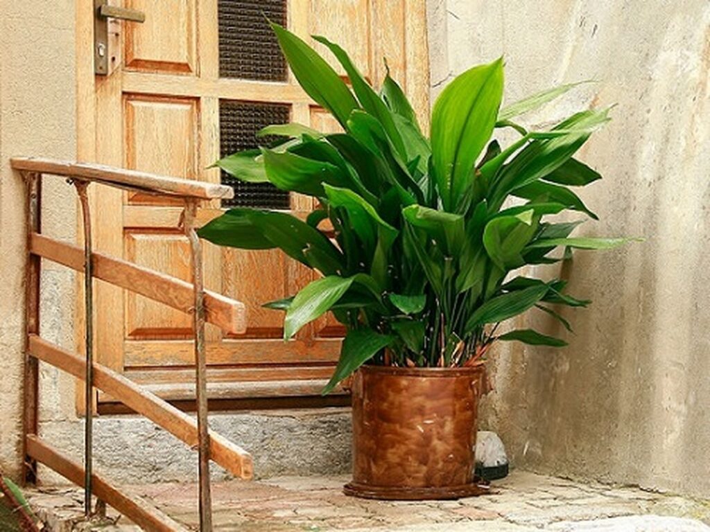 18 Incredible Plants for a Basement that Need Little Light