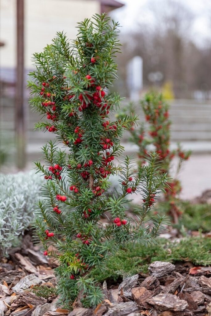 23 Stunning Trees with Red Berries for a Vibrant Garden
