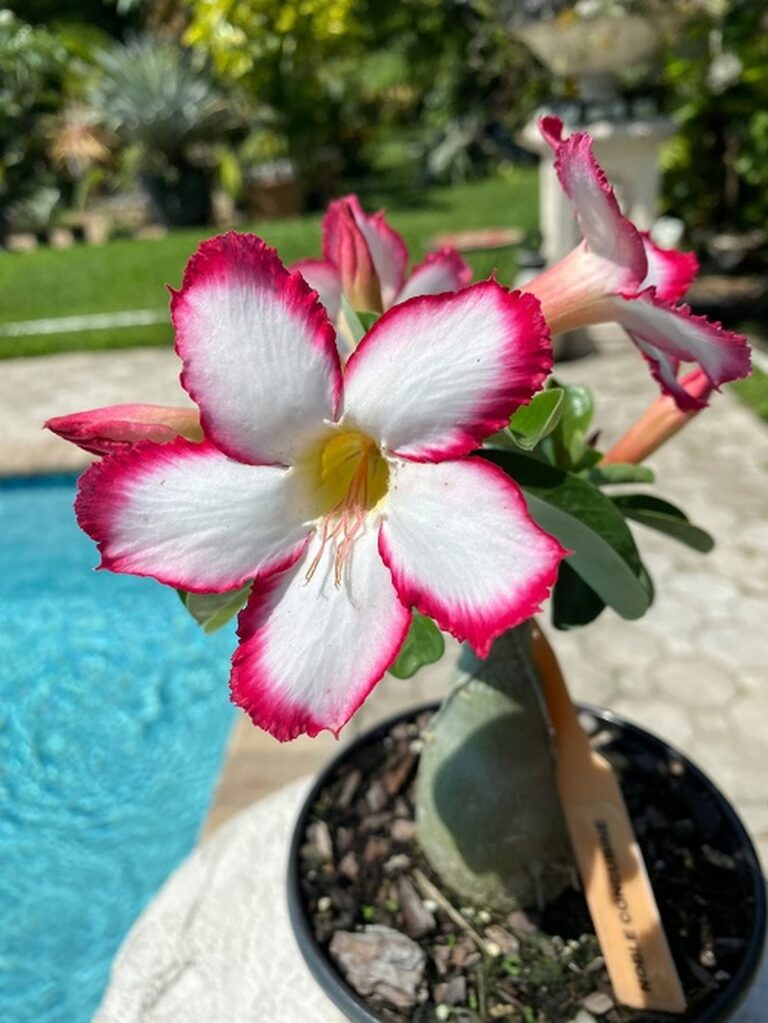 35 Different Types of Desert Rose Varieties to Fall in Love With