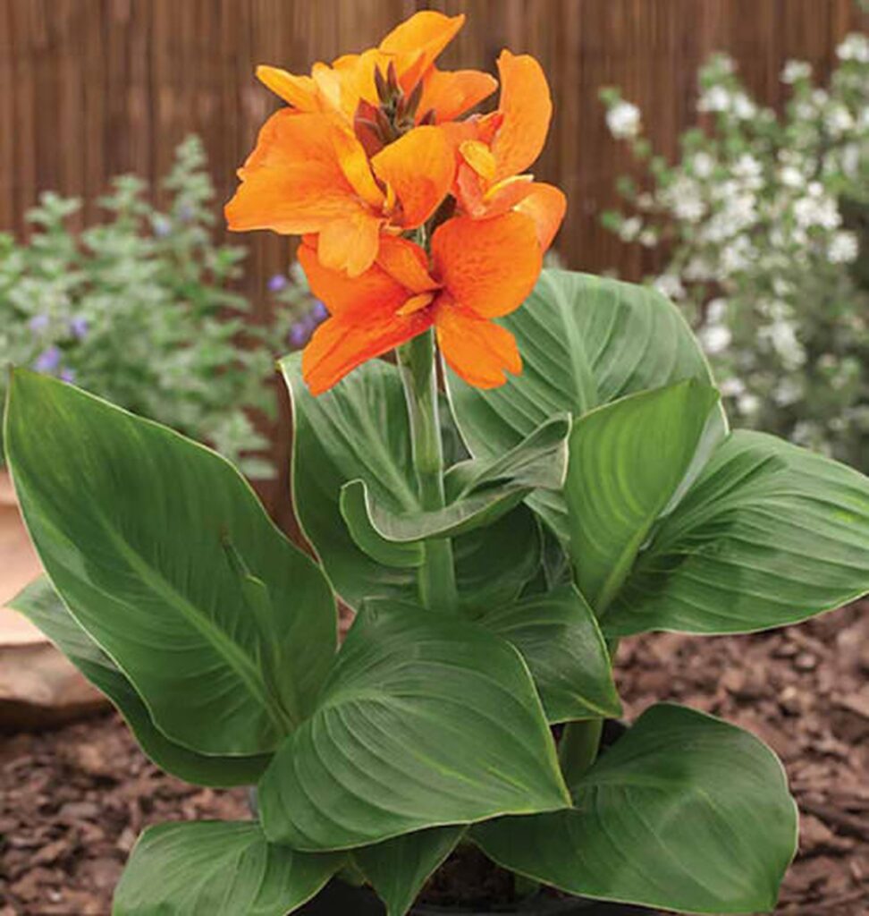 30 Stunning Types of Canna Lily Varieties for Garden Paradise