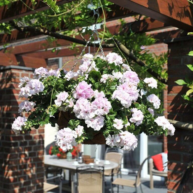 21 Lovely White Geranium Types to Brighten Your Garden