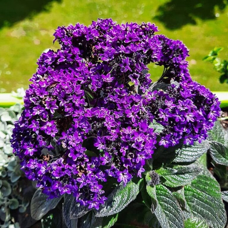 23 Enchanting Purple Flowers That Smell Heavenly