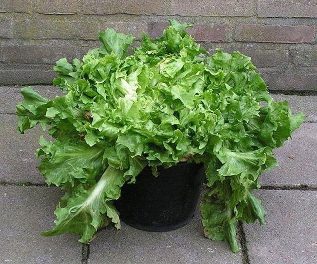 89 Beautiful Vegetables: A Complete A-Z Guide to Fresh Favorites