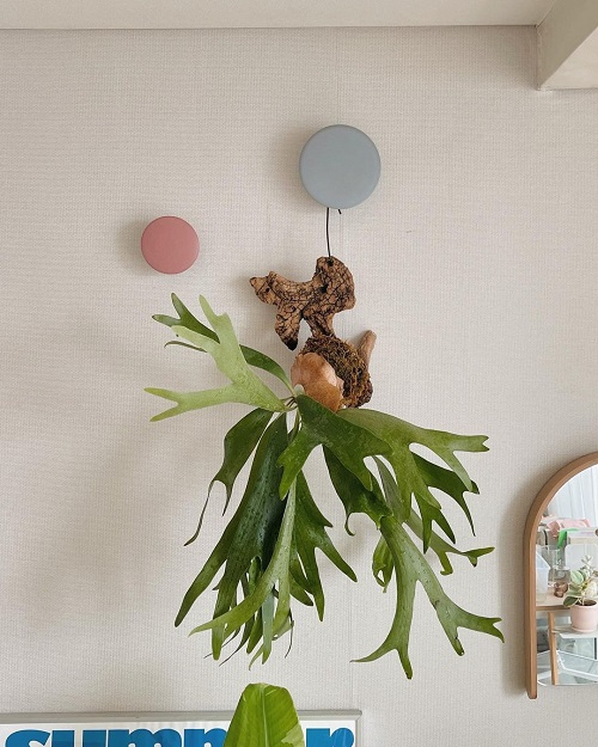 15 Stunning Staghorn Fern Varieties To Transform Your Space