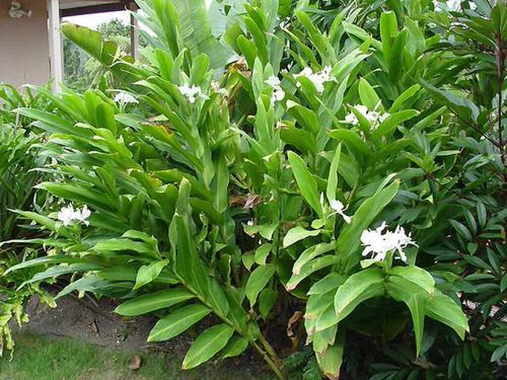 19 Gorgeous Types of Ginger Plants for Your Garden Paradise