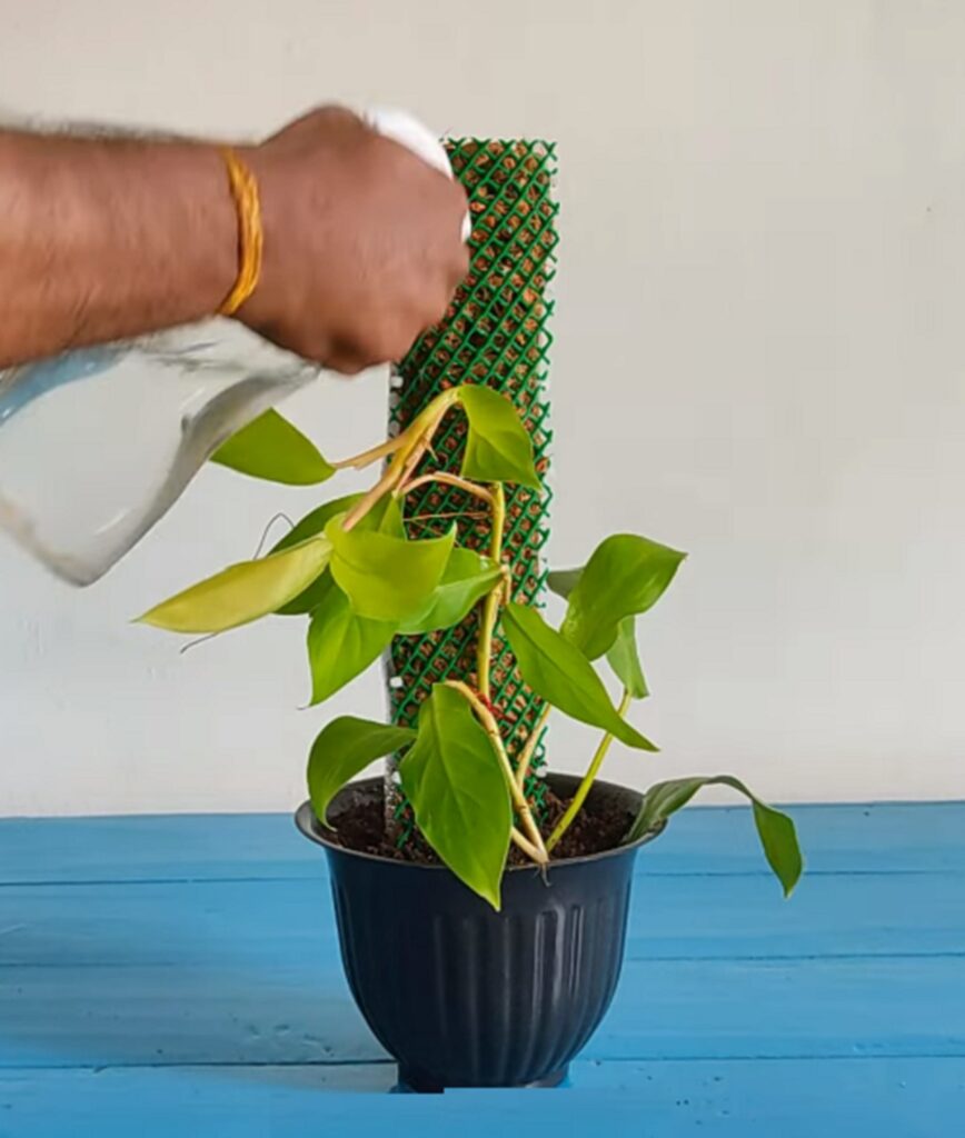 18 Creative Indoor Plant Stake Ideas for Happy Houseplants