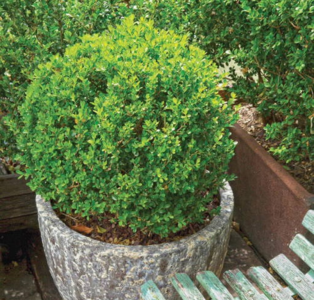 17 Simple Yet Stunning Boxwoods for Containers to Brighten Up Spaces