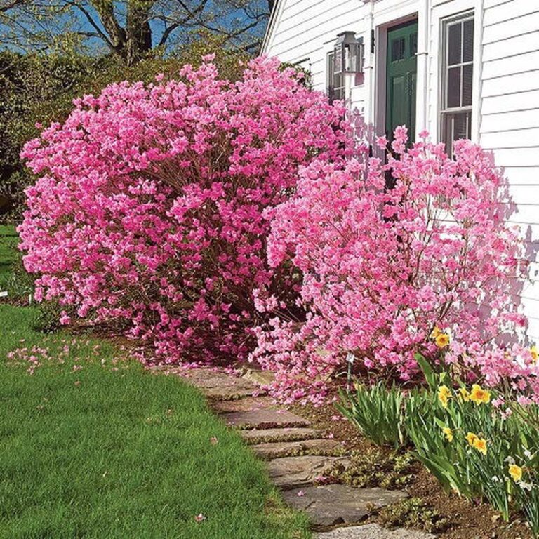 29 Stunning Pink Flowering Bushes That Brighten Any Garden