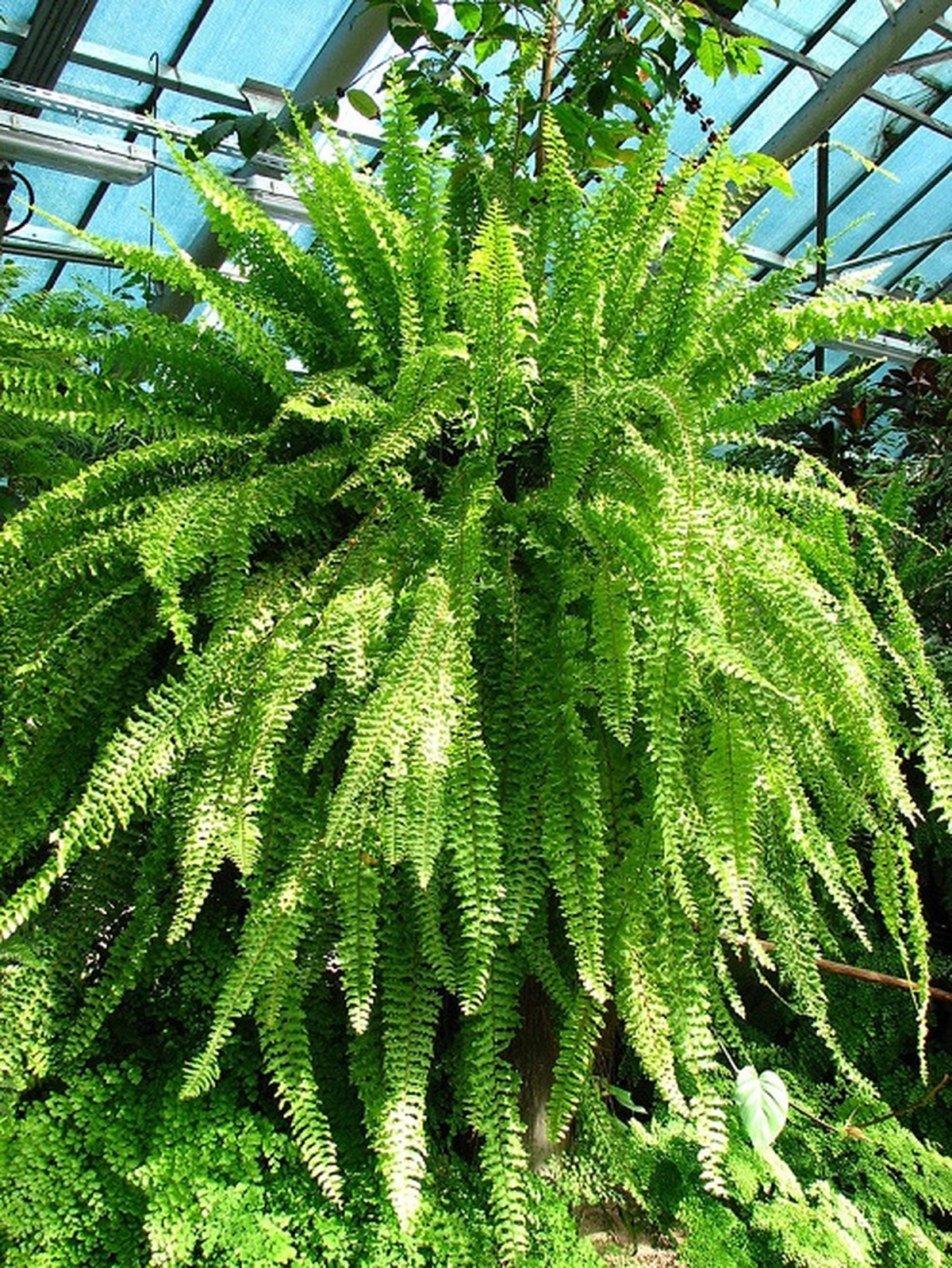 6 Beautiful Full Sun Ferns for the Garden That Thrive Easily
