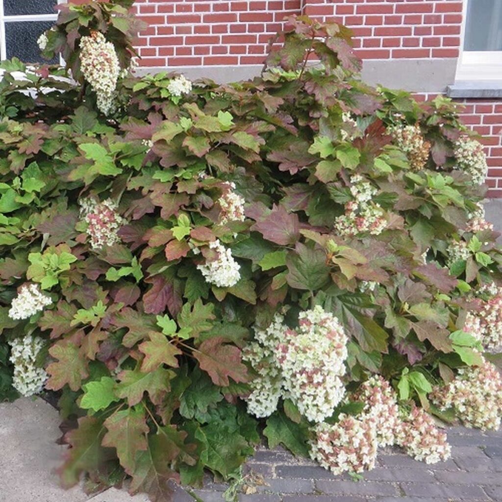 22 Breathtaking Oakleaf Hydrangea Varieties For Your Garden