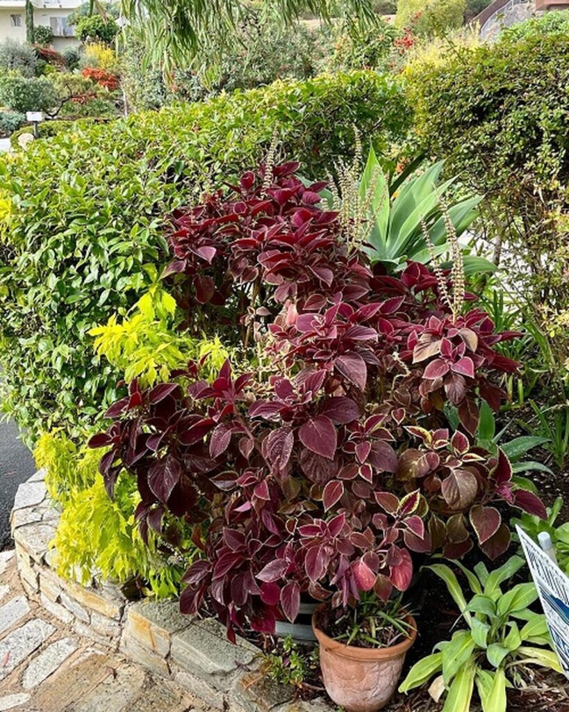 54 Stunning Purple Coleus Varieties to Brighten Your Garden