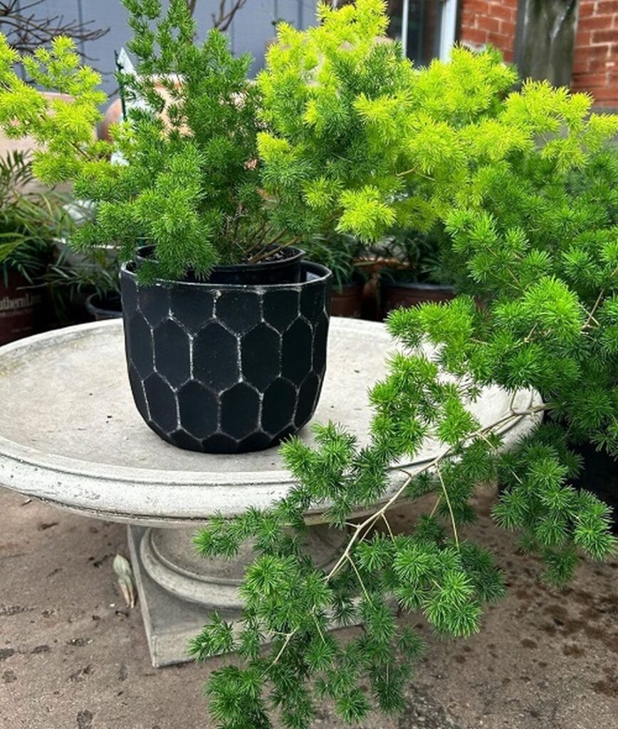 6 Stunning Plants That Look Like Asparagus Fern