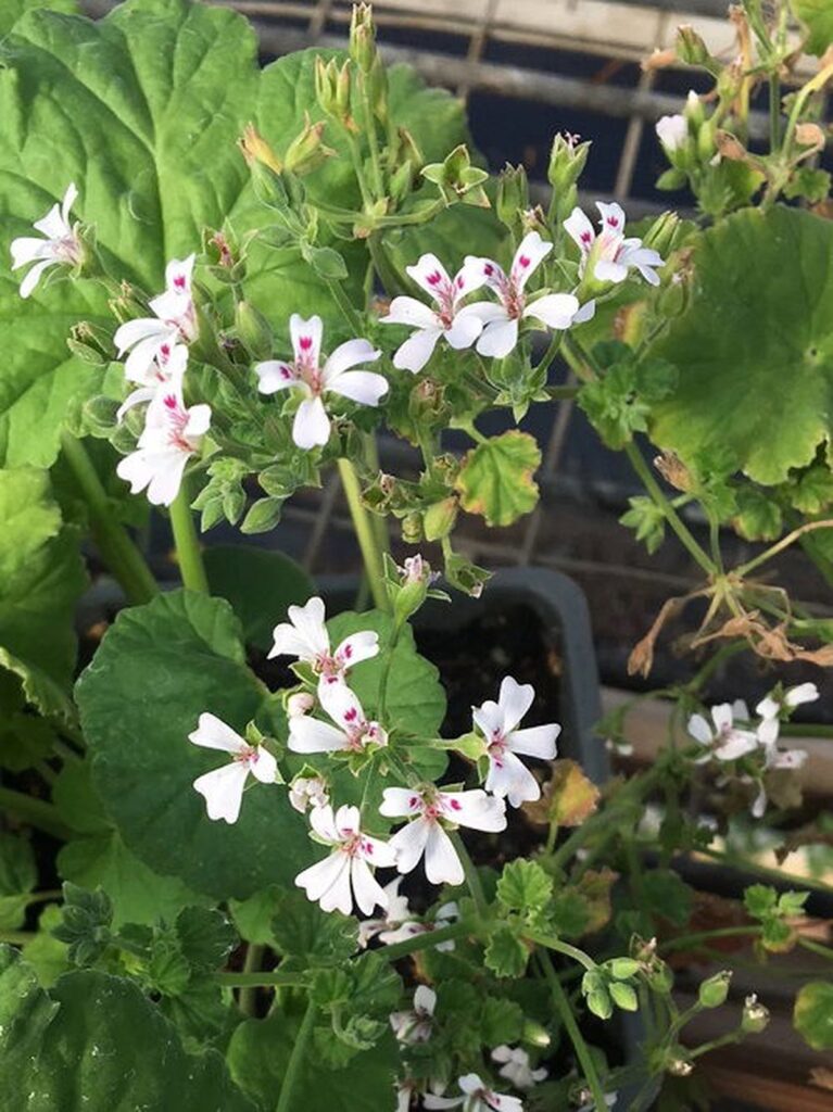 21 Lovely White Geranium Types to Brighten Your Garden