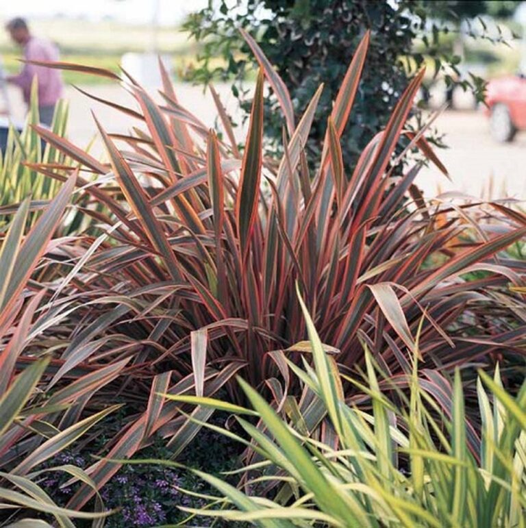 18 Stunning New Zealand Flax Varieties That Brighten Any Garden