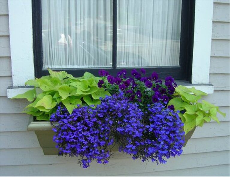 30 Gorgeous Trailing Foliage Plants for Hanging Baskets and Windowboxes
