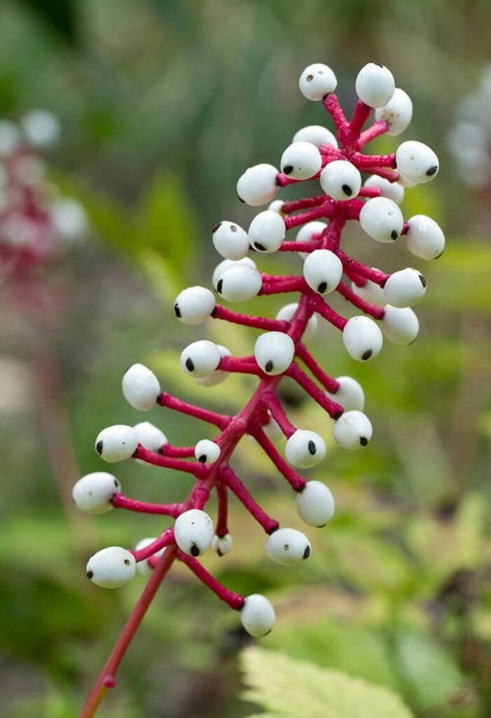 24 Quirky Plants With Bizarre Names That'll Make You Smile