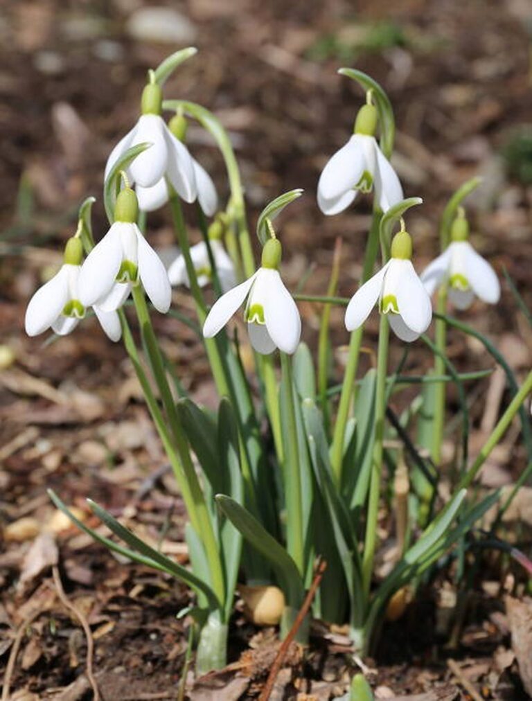 16 Beautiful German Flowers to Brighten Your Garden