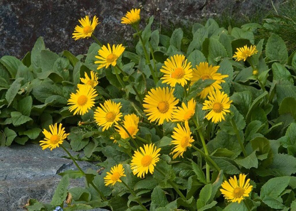 39 Amazing Outdoor Plants That Grow Without Sunlight