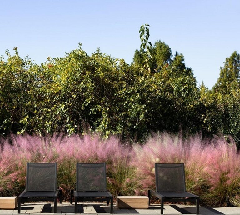 25 Brilliant Tall Grass Privacy Ideas for Your Garden Oasis
