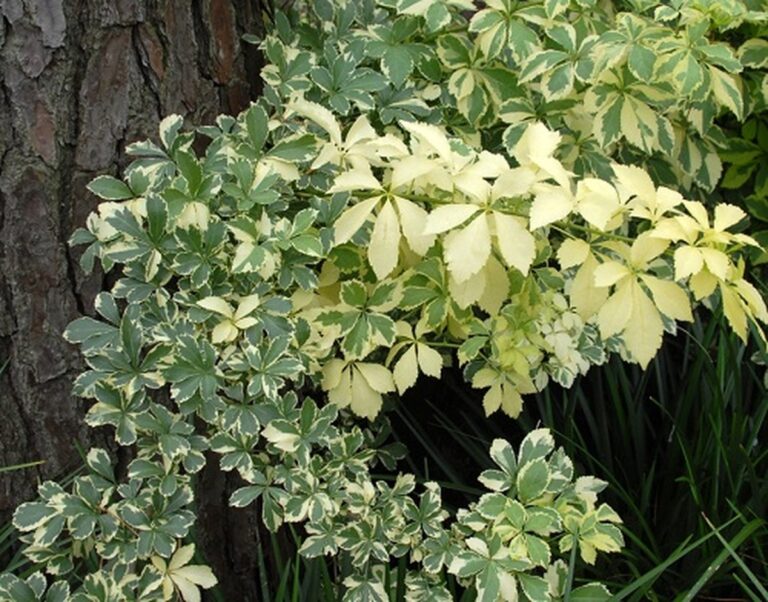 17 Beautiful Plants with 5 Leaves Per Stem to Discover