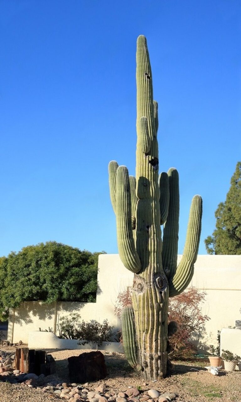 18 Amazing Types of Columnar Cactus Varieties for Your Garden